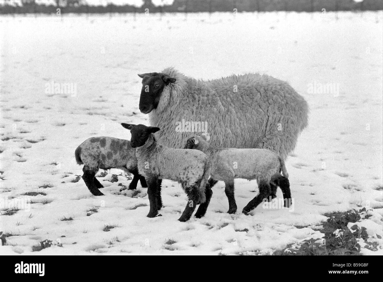 Shepherd seen here with his flock of Sheep in the winter snow. Sheep in ...