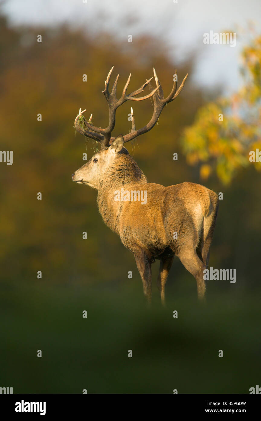 Red deer stag Stock Photo - Alamy