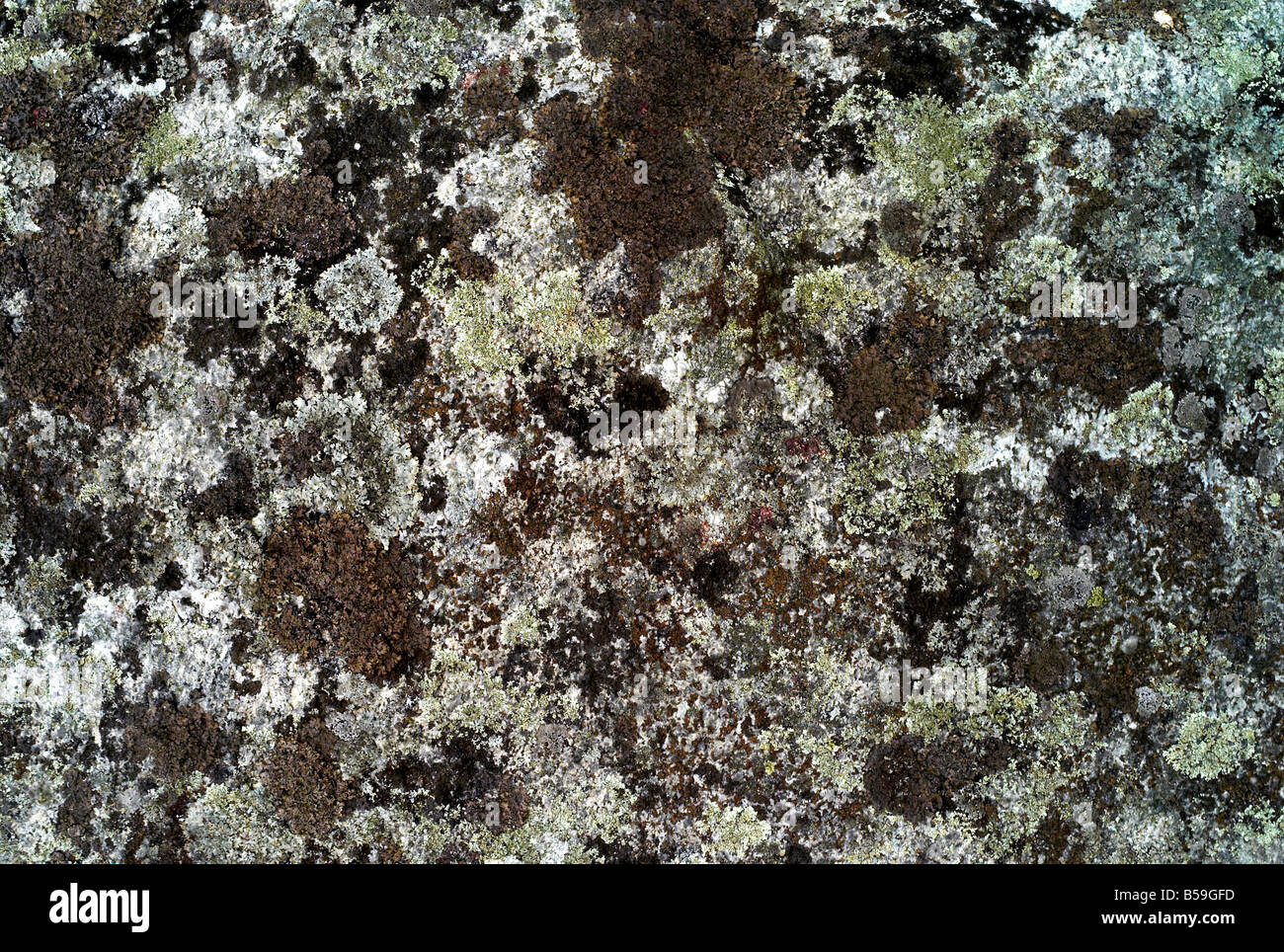 Moss growing on a rock on Killiney hillside in Co. Dublin Stock Photo ...
