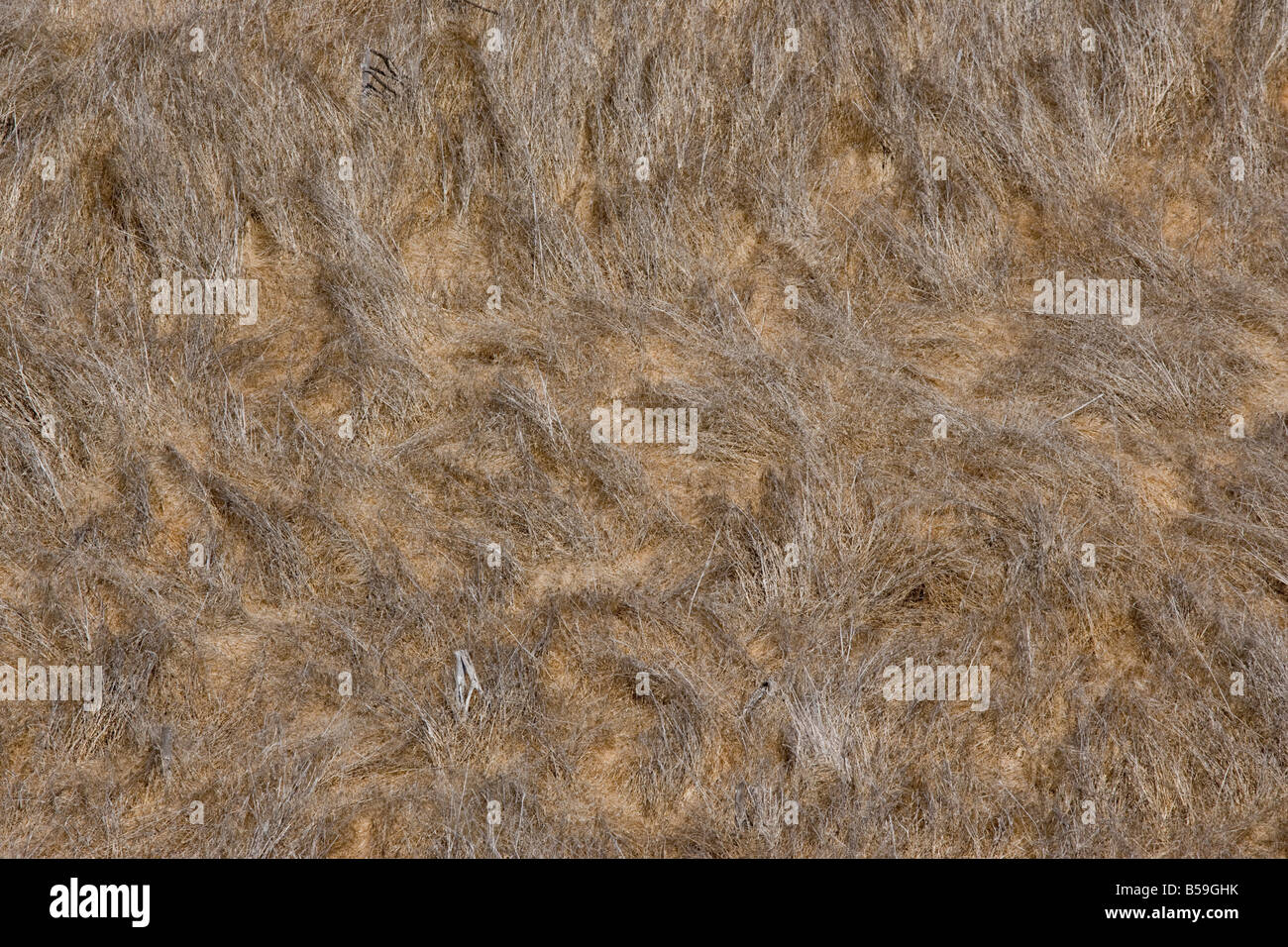 Dry grass patterns hi-res stock photography and images - Alamy