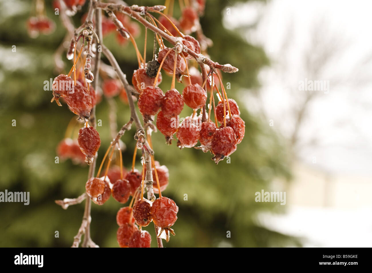 Frozen arctic foliage hi-res stock photography and images - Alamy