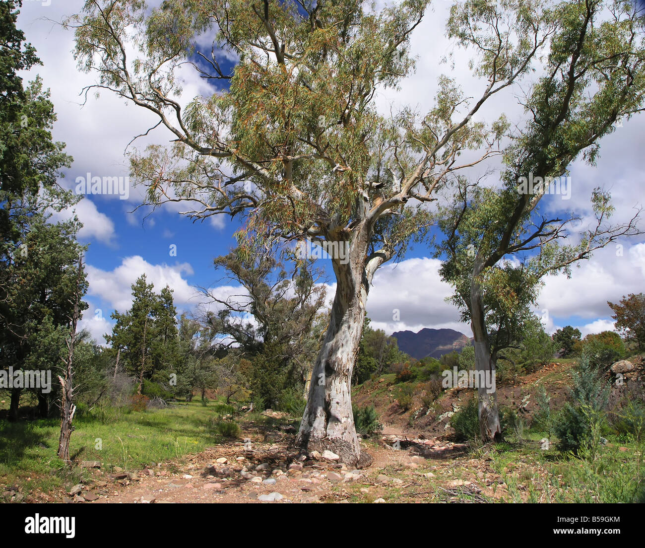 Kangaroo Creek and Elder Range Stock Photo - Alamy