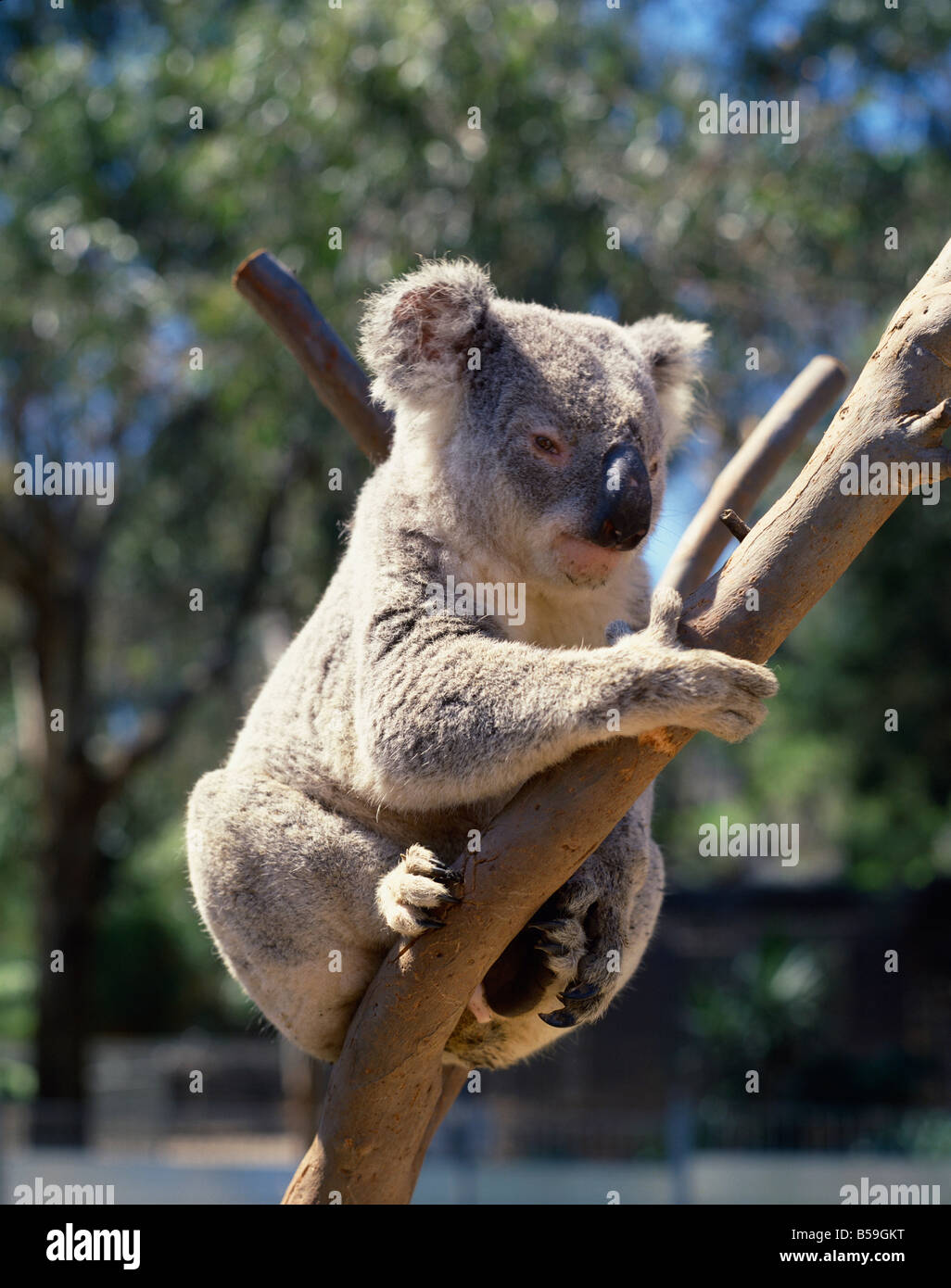 Tovy hi-res stock photography and images - Alamy