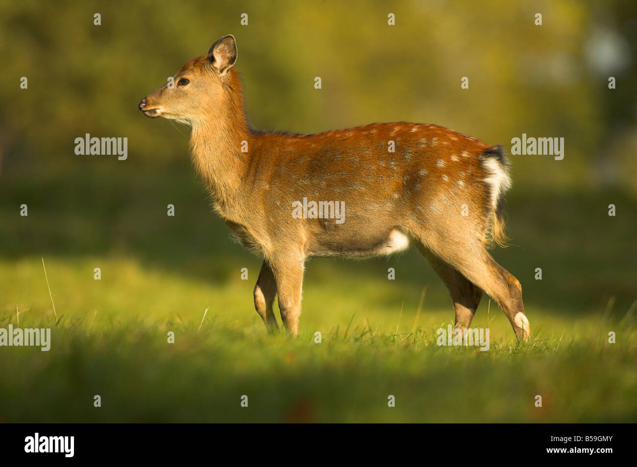 Female dominant hi-res stock photography and images - Alamy