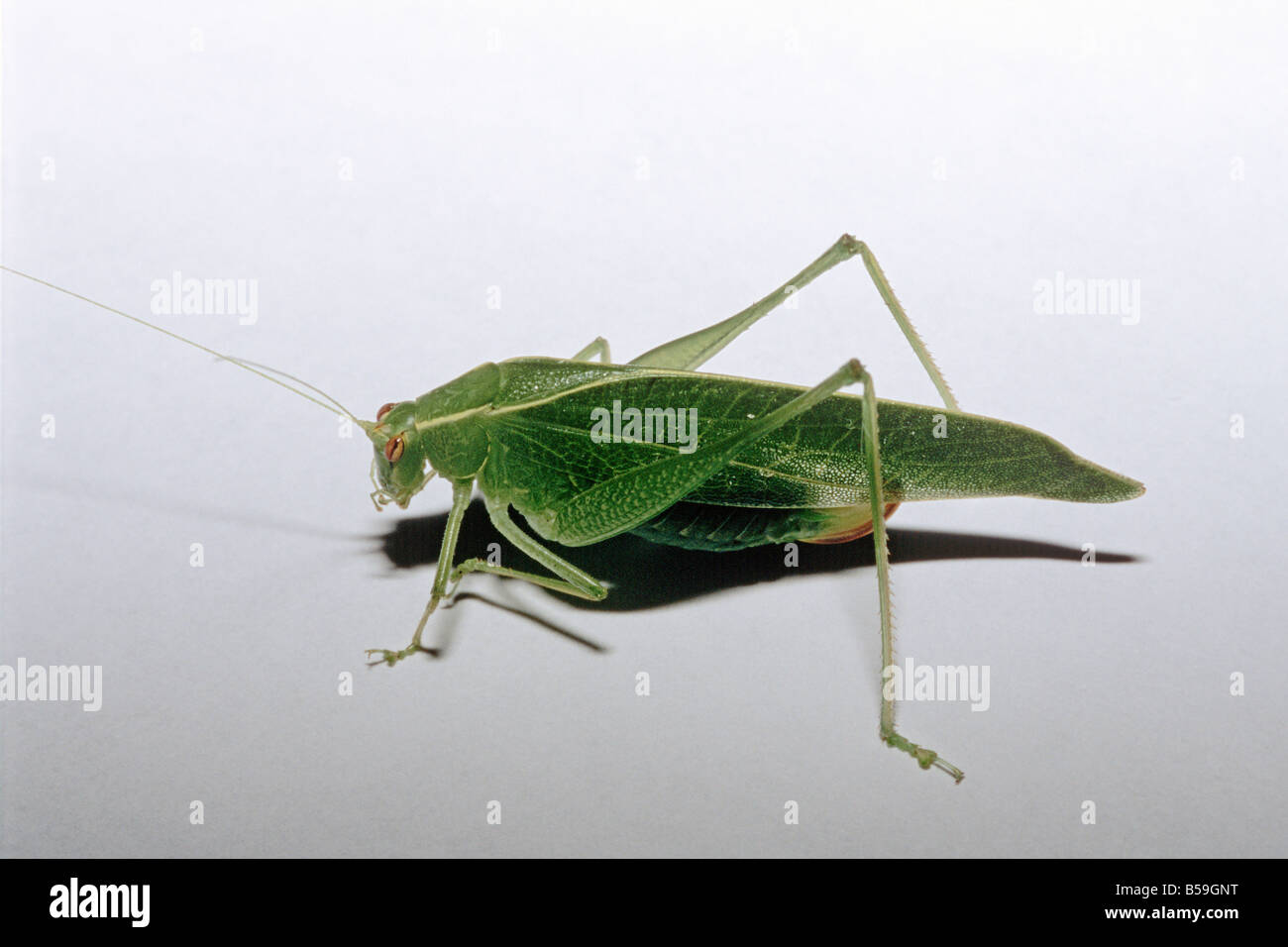 Katydid hi-res stock photography and images - Alamy