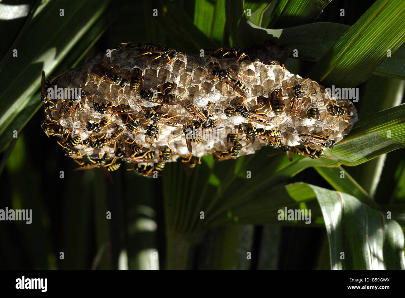European Paper Wasp (Polistes dominulus, Polistes dominula, Polistes ...
