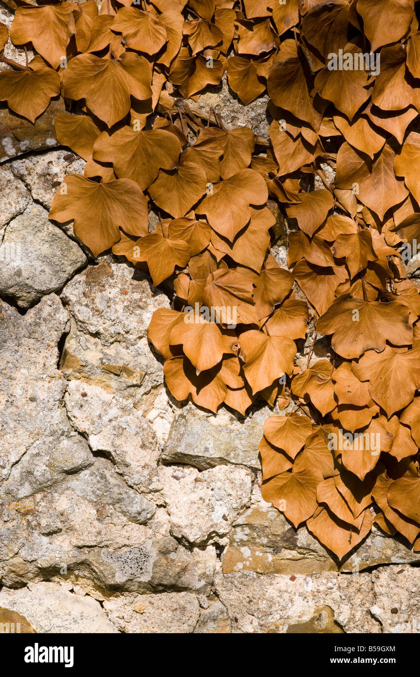 Dead Ivy - Hedera helix - on stone wall, France Stock Photo - Alamy