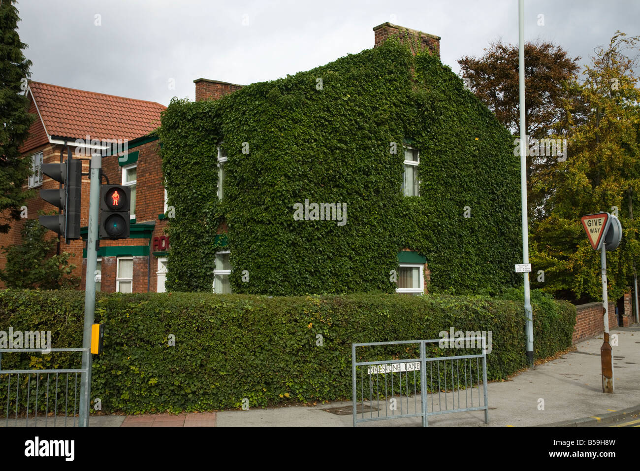English ivy damage hi-res stock photography and images - Alamy