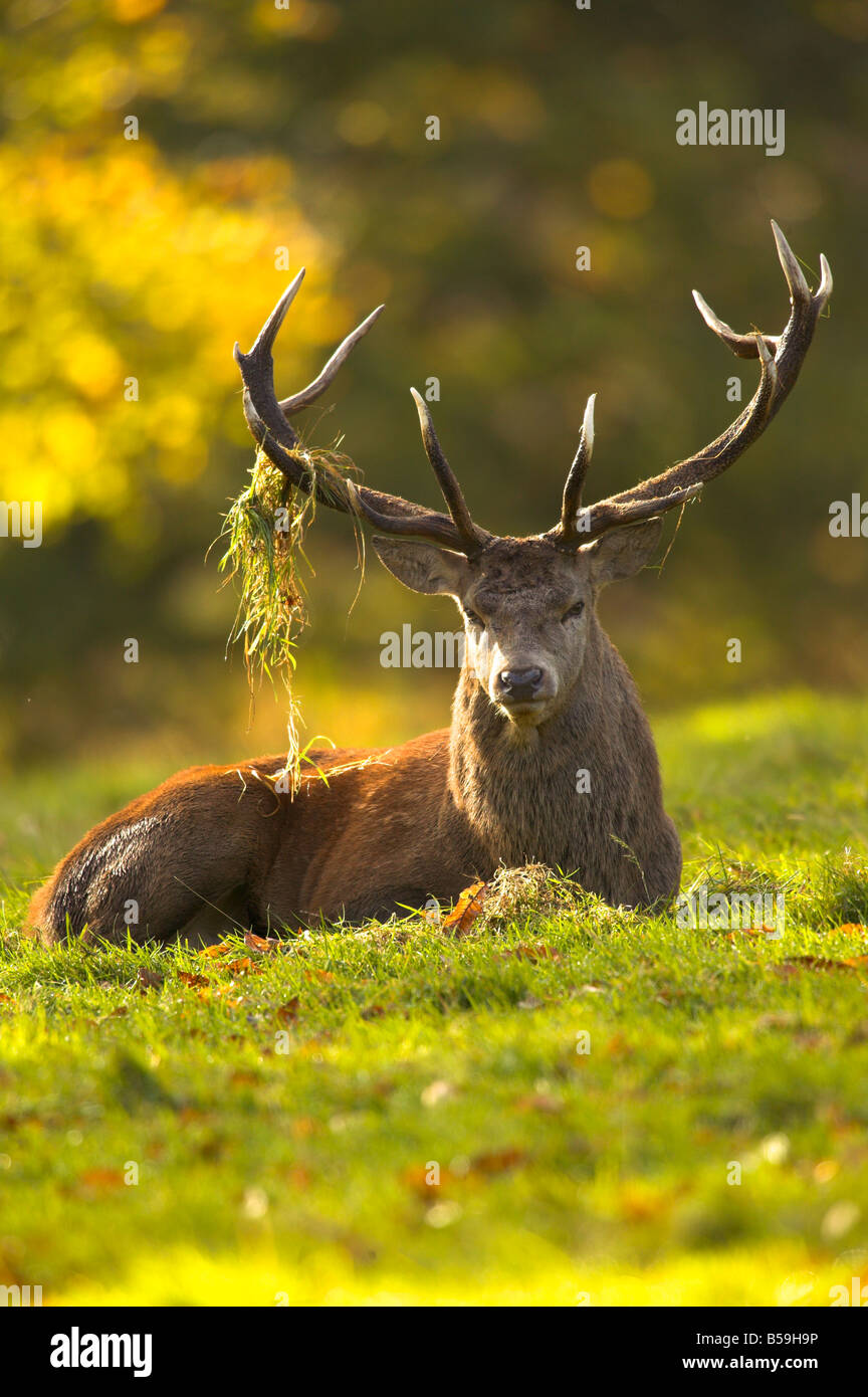 Red deer stag Stock Photo - Alamy