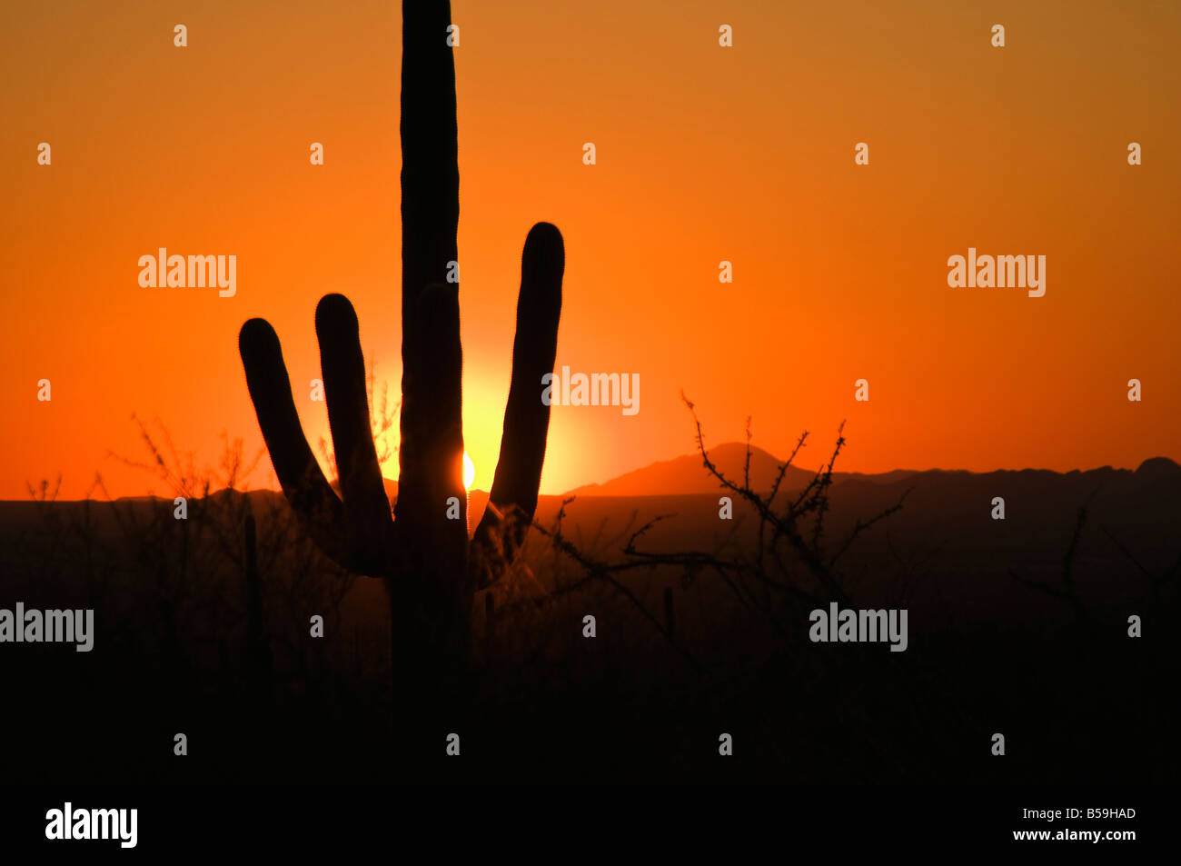 Cactus with sunset hi-res stock photography and images - Alamy