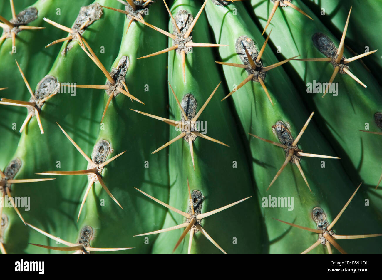 Cactus sharp needles painful hi-res stock photography and images - Alamy