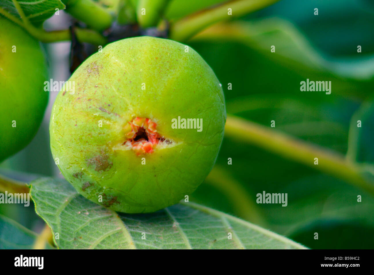 Edible fruit of ficus carica hi-res stock photography and images - Alamy