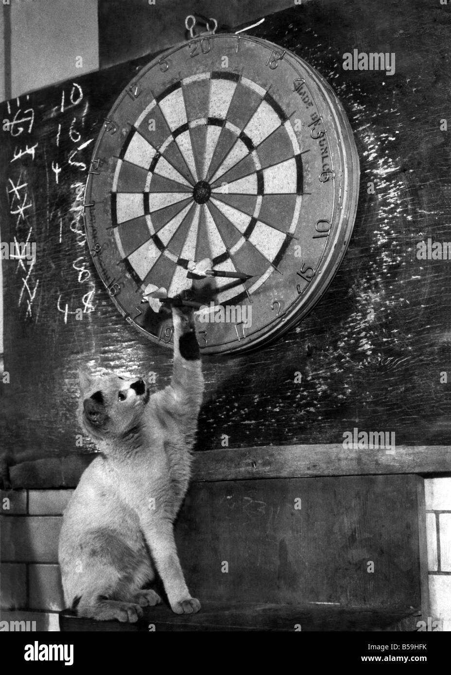 Sambo the Royal Mint Cat seen here playing darts . April 1953 P007477 ...