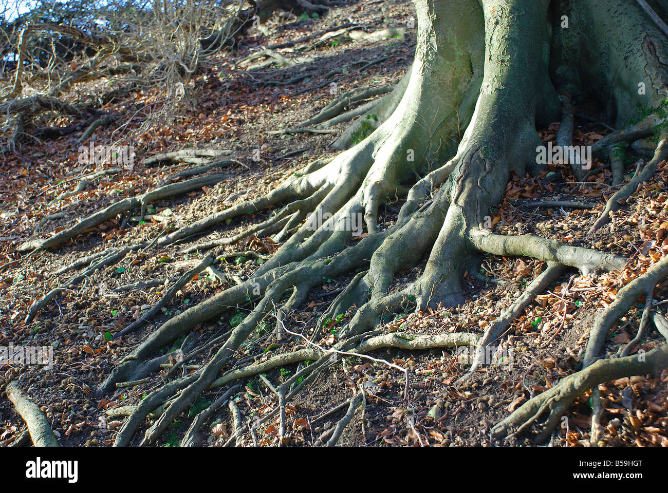 Exposed tree roots hi-res stock photography and images - Alamy