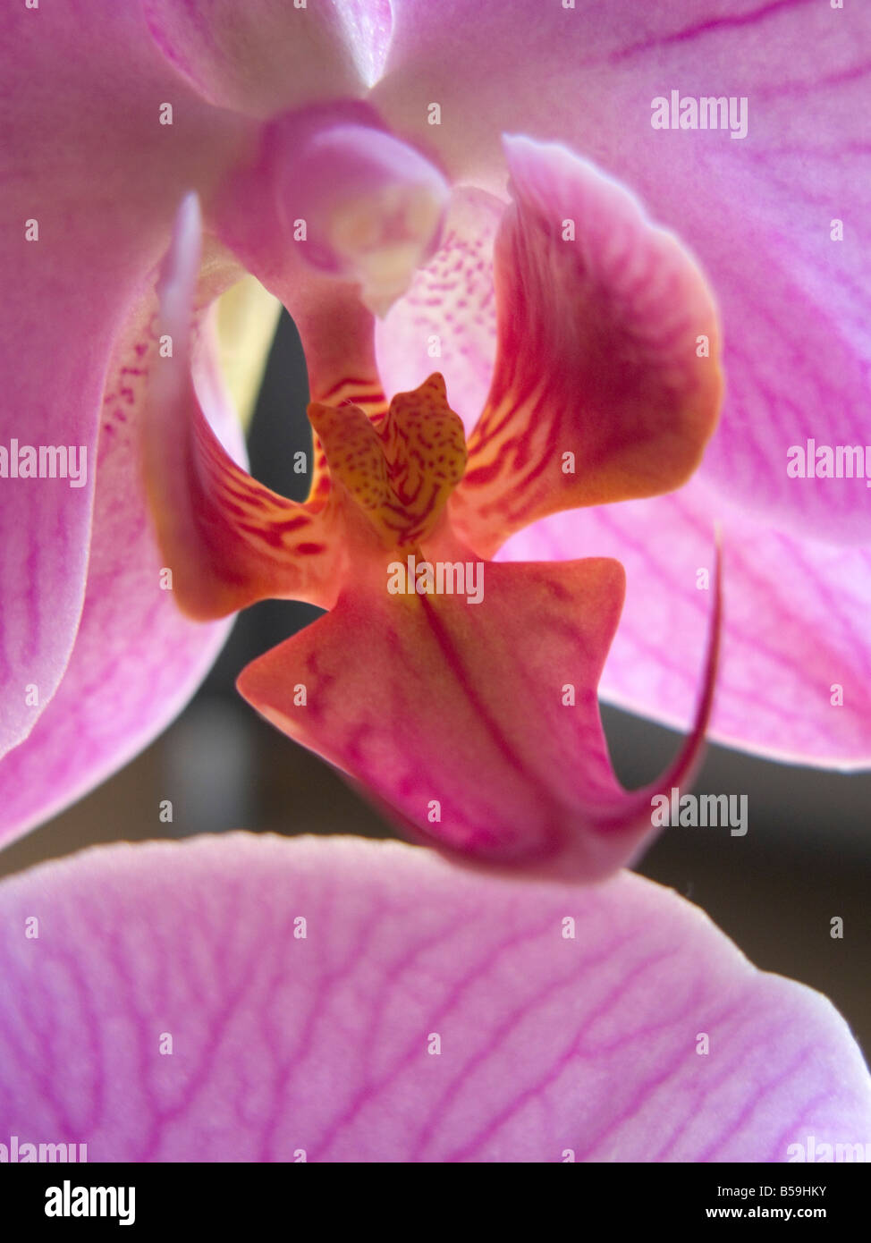Intricate orchid species hi-res stock photography and images - Alamy