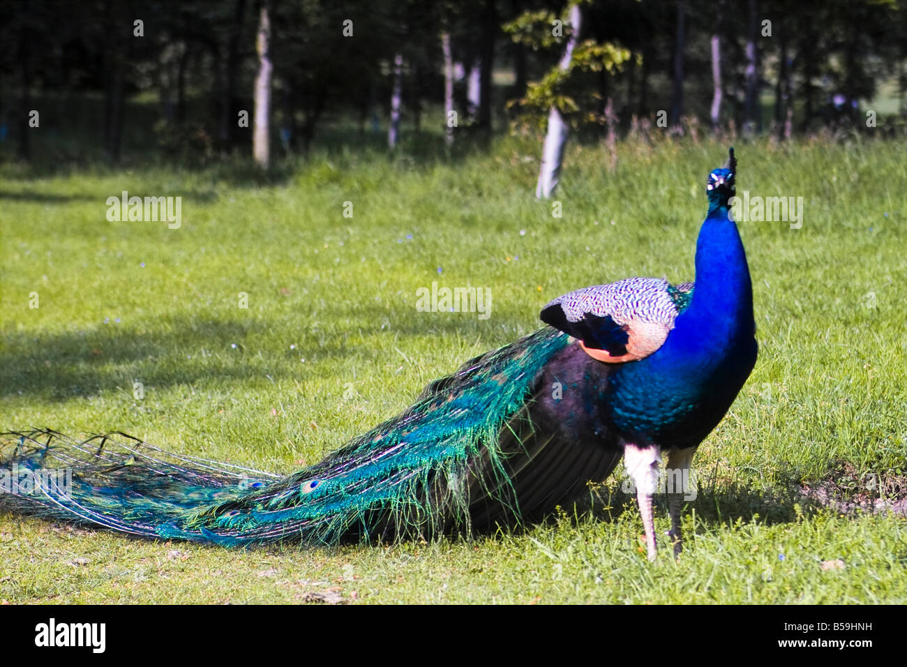 Strutting peacock hi-res stock photography and images - Alamy
