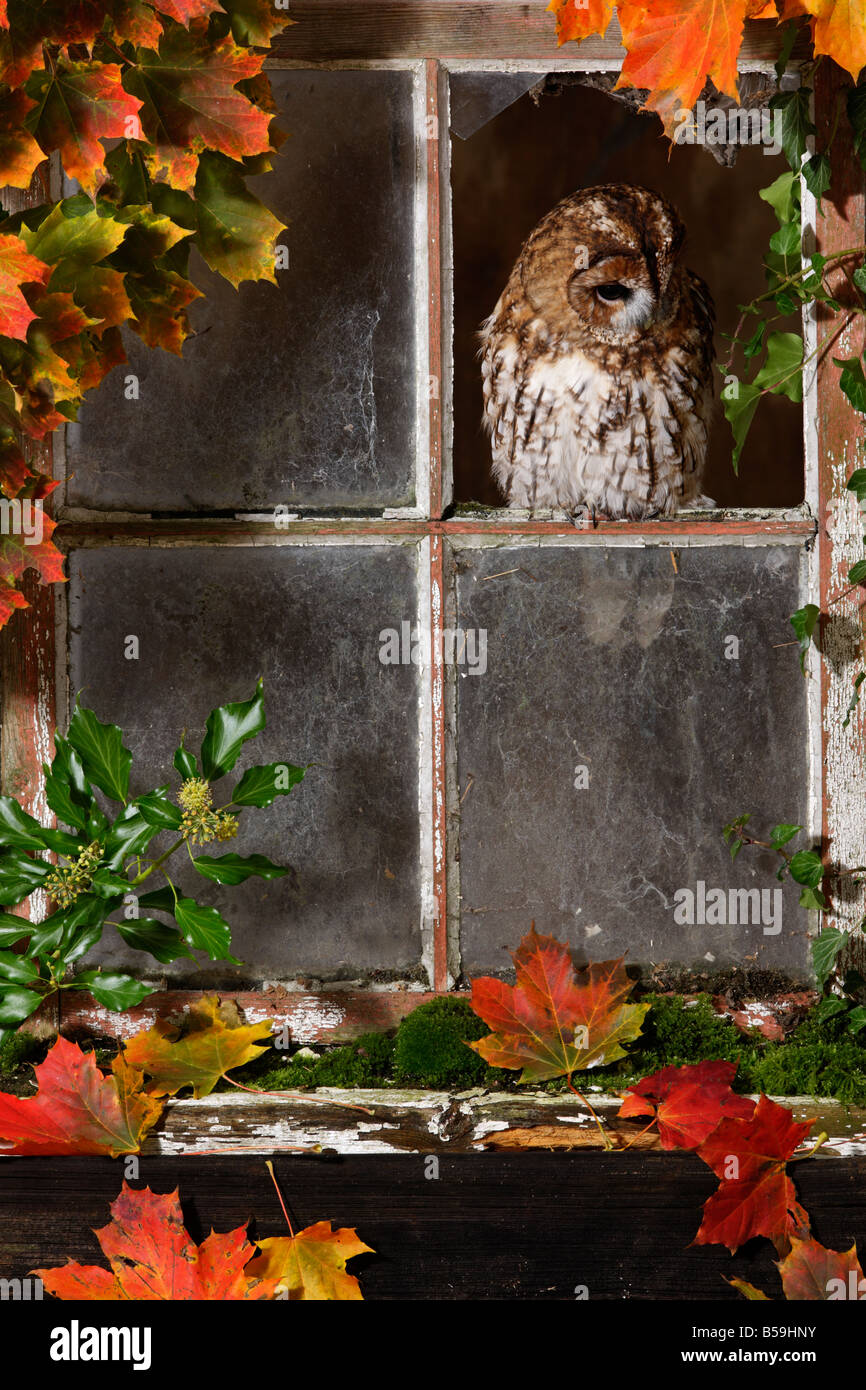 Tawny Owl Strix aluco sitting in old shed window looking alert with ...
