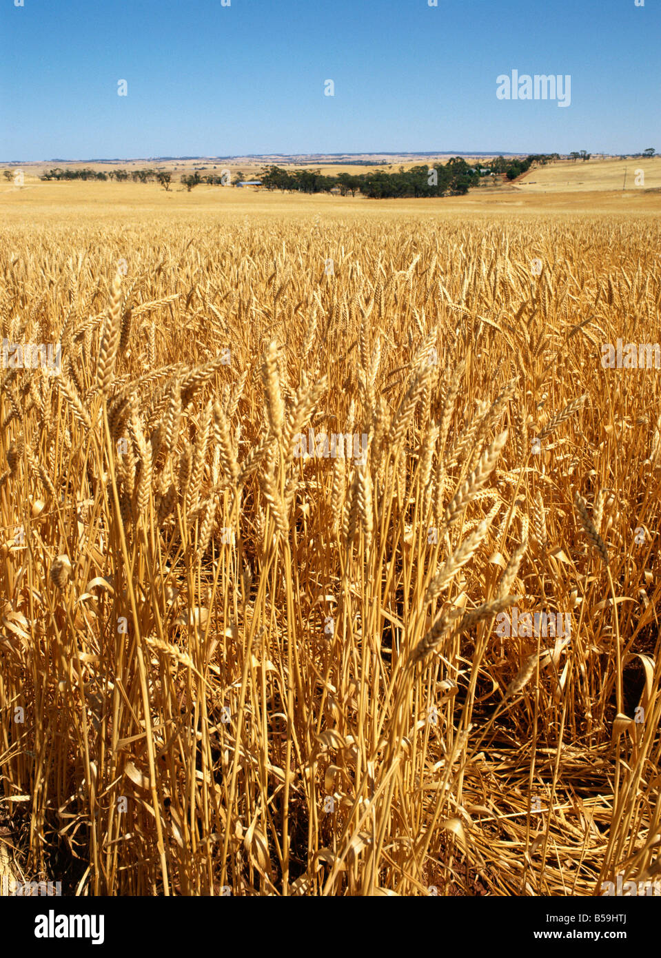 Wheat australia hi-res stock photography and images - Alamy