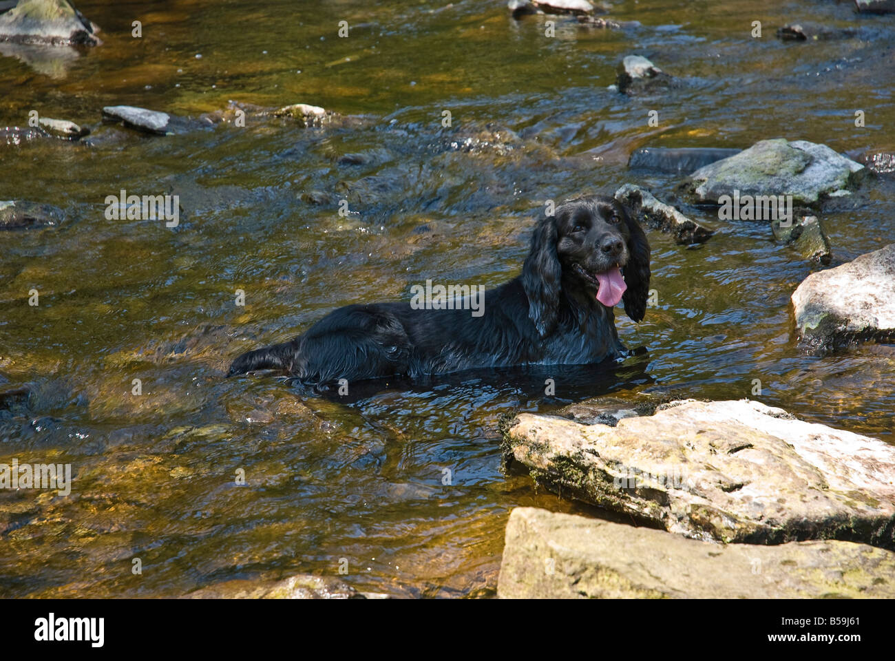 Charlie the black Labrador in a mountain stream Stock Photo - Alamy