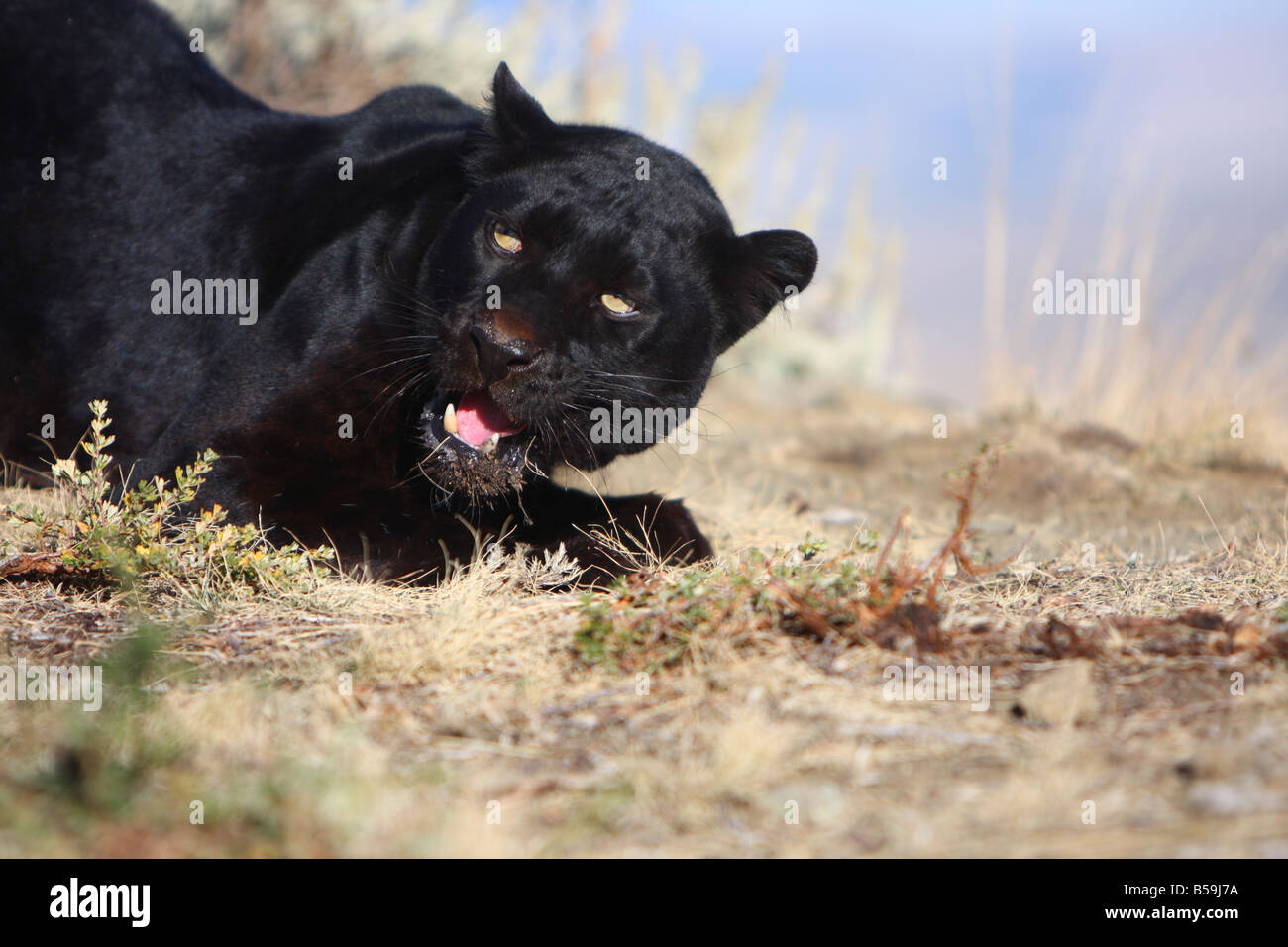 Black leopard Panthera pardus Stock Photo - Alamy