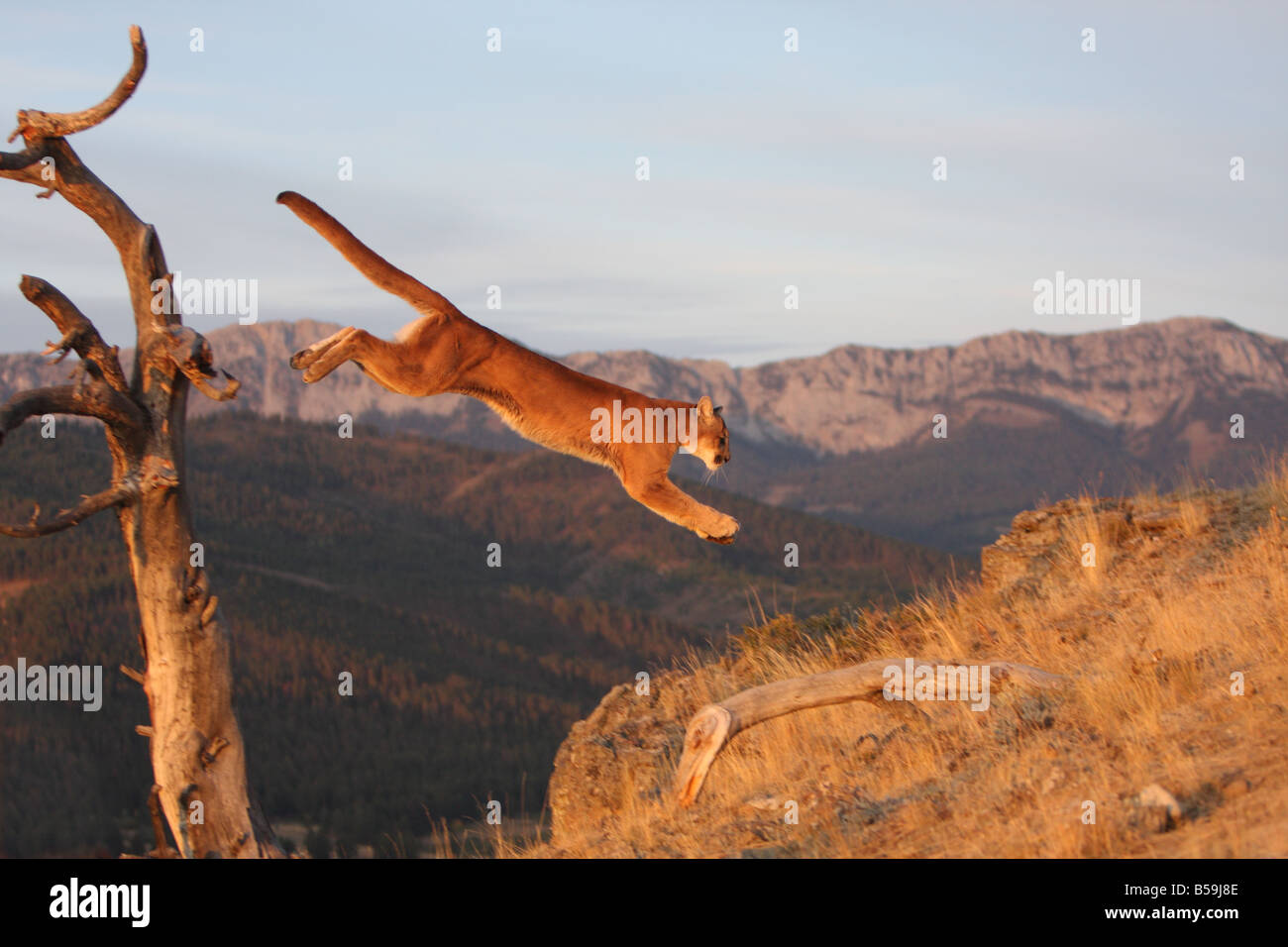 Cougar Jumping Distance