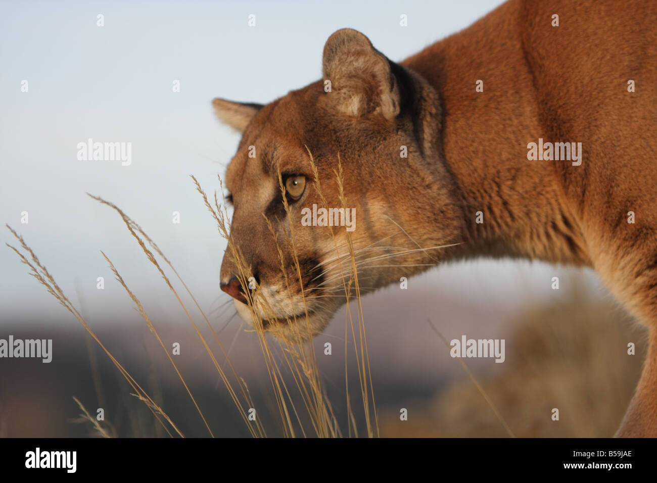 Mountain lion in morning light Stock Photo - Alamy