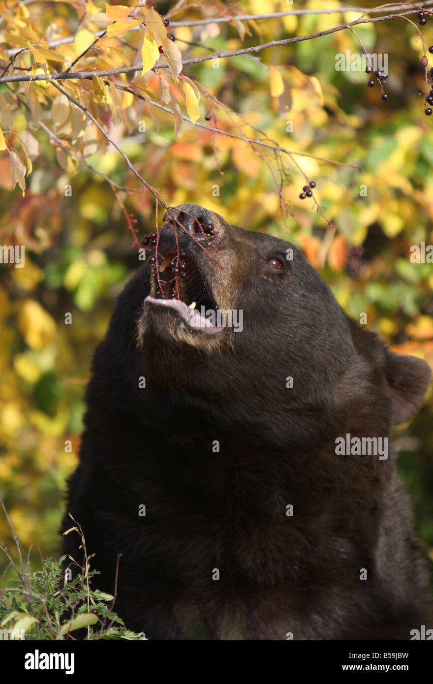 Black bear ursus americanus eating berries Stock Photo - Alamy
