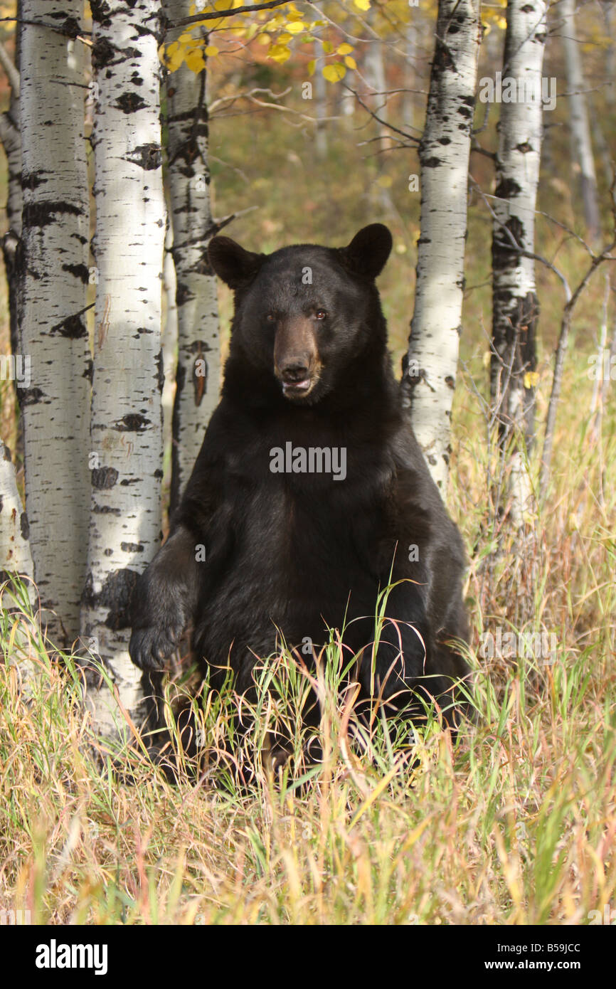 Black bear ursus americanus Stock Photo - Alamy