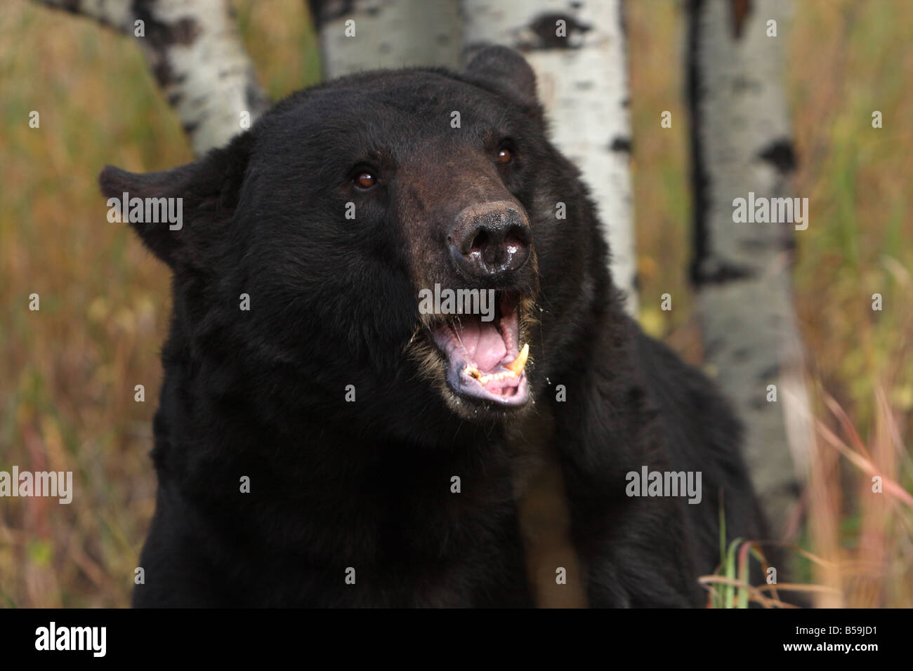 Black bear ursus americanus Stock Photo - Alamy