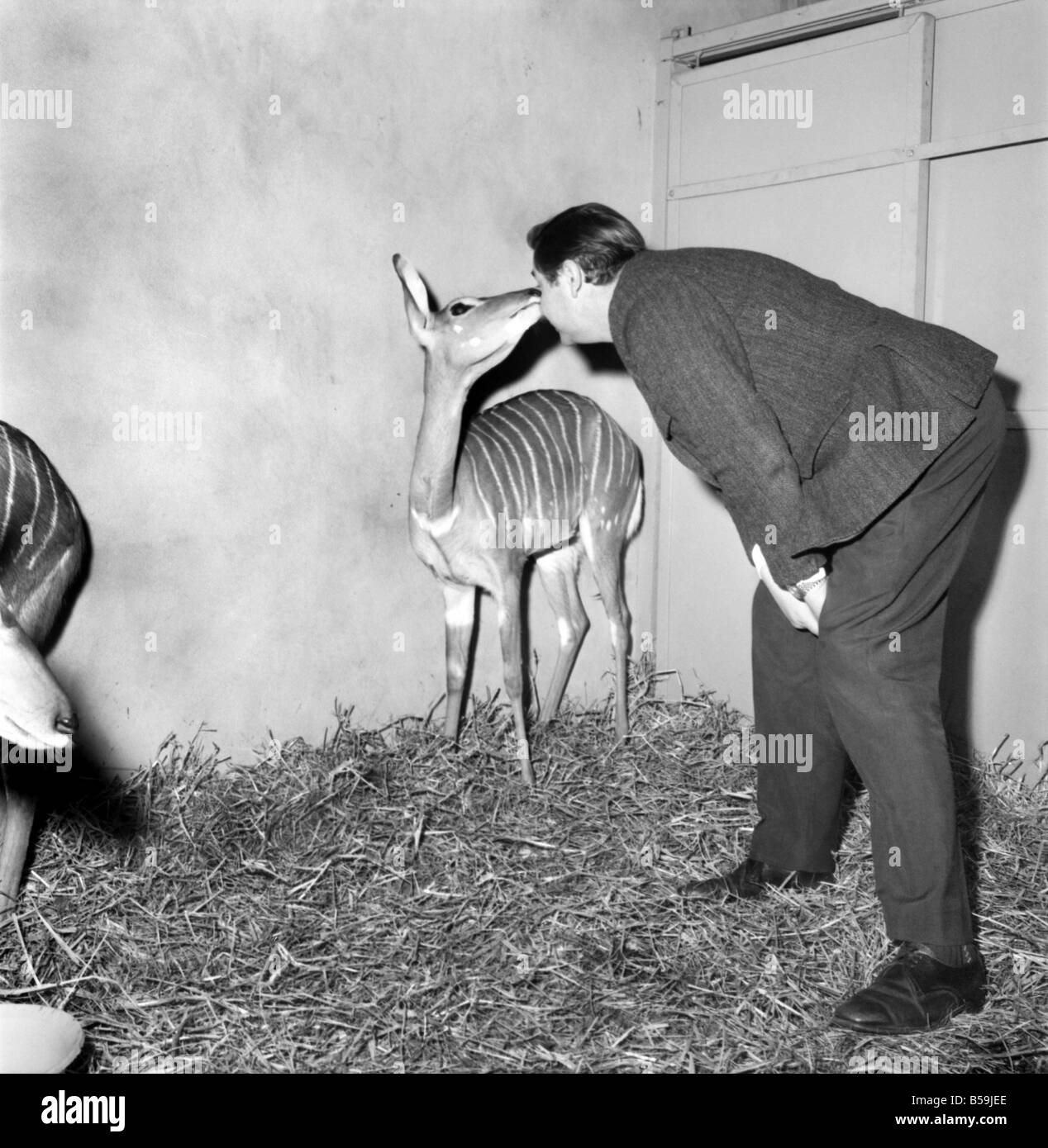 Salford Zoo. Rarest animals in the Salford quarantine zoo. January 1971 ...
