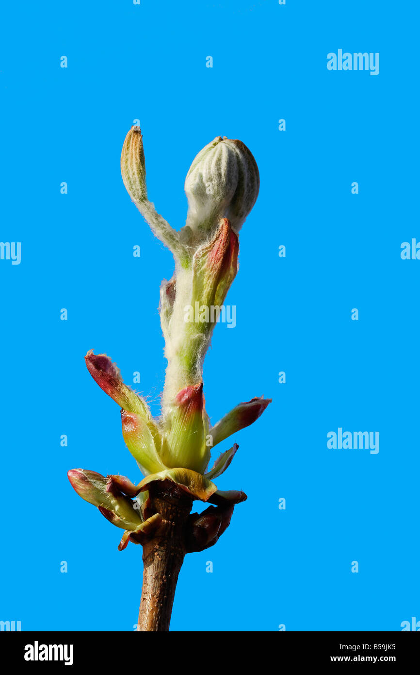 Horse Chestnut (Aesculus hippocastanum), twig with bud Stock Photo - Alamy