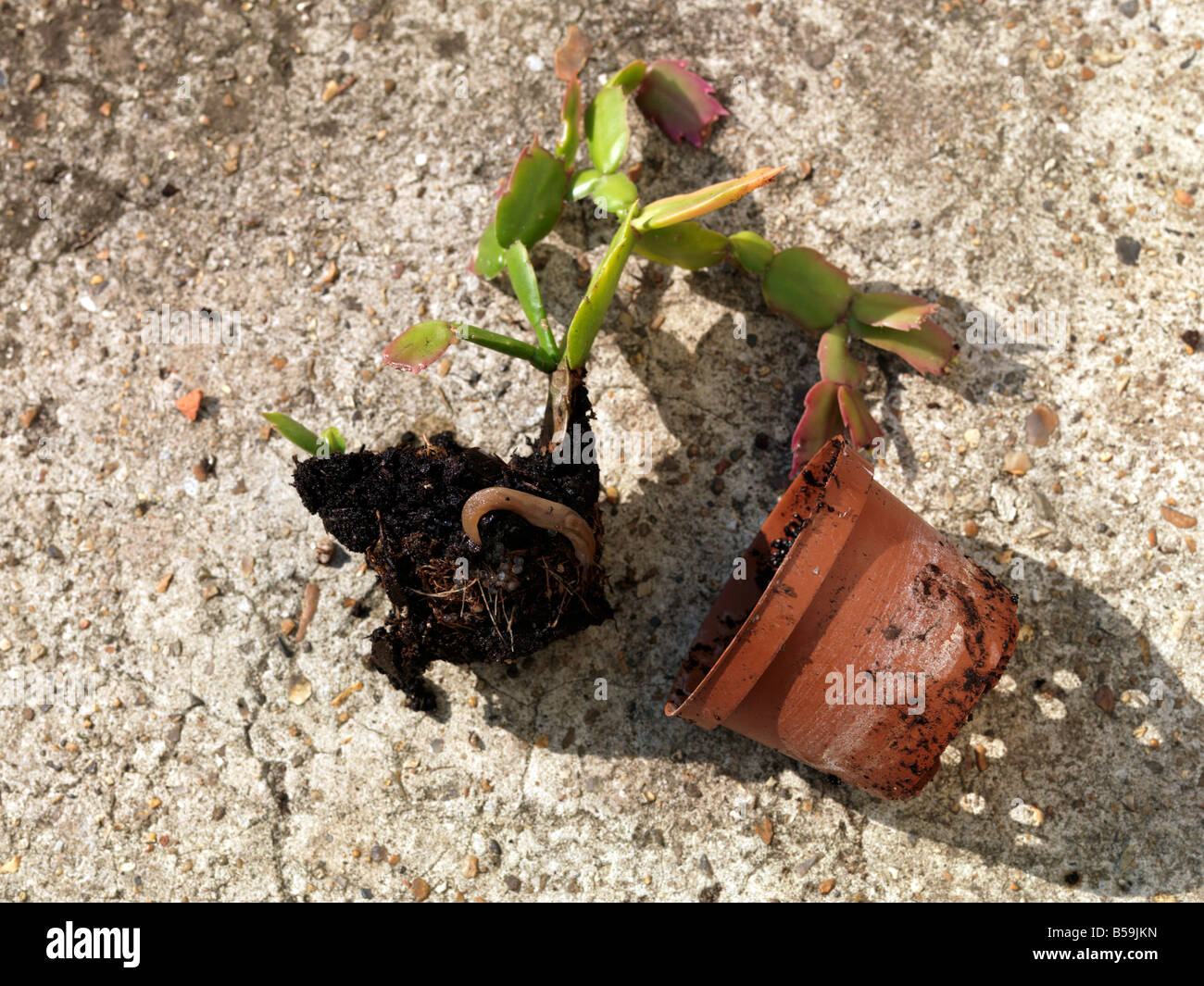 Slug eggs hi-res stock photography and images - Alamy