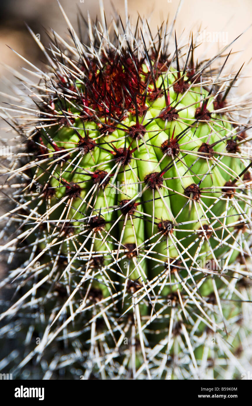 Cactus sharp needles painful hi-res stock photography and images - Alamy