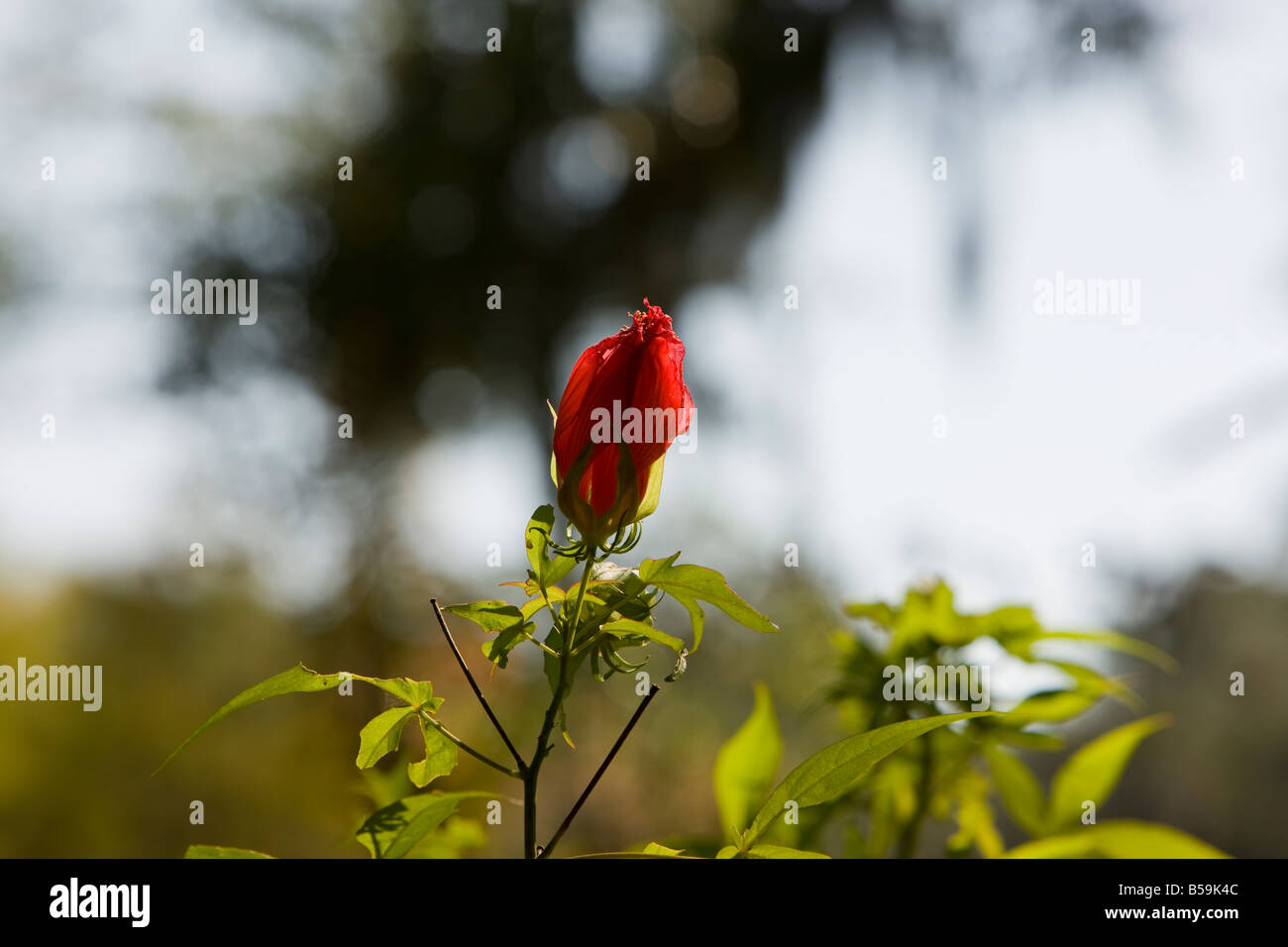 A red mallow bud is ready to open in October in South Carolina Stock ...