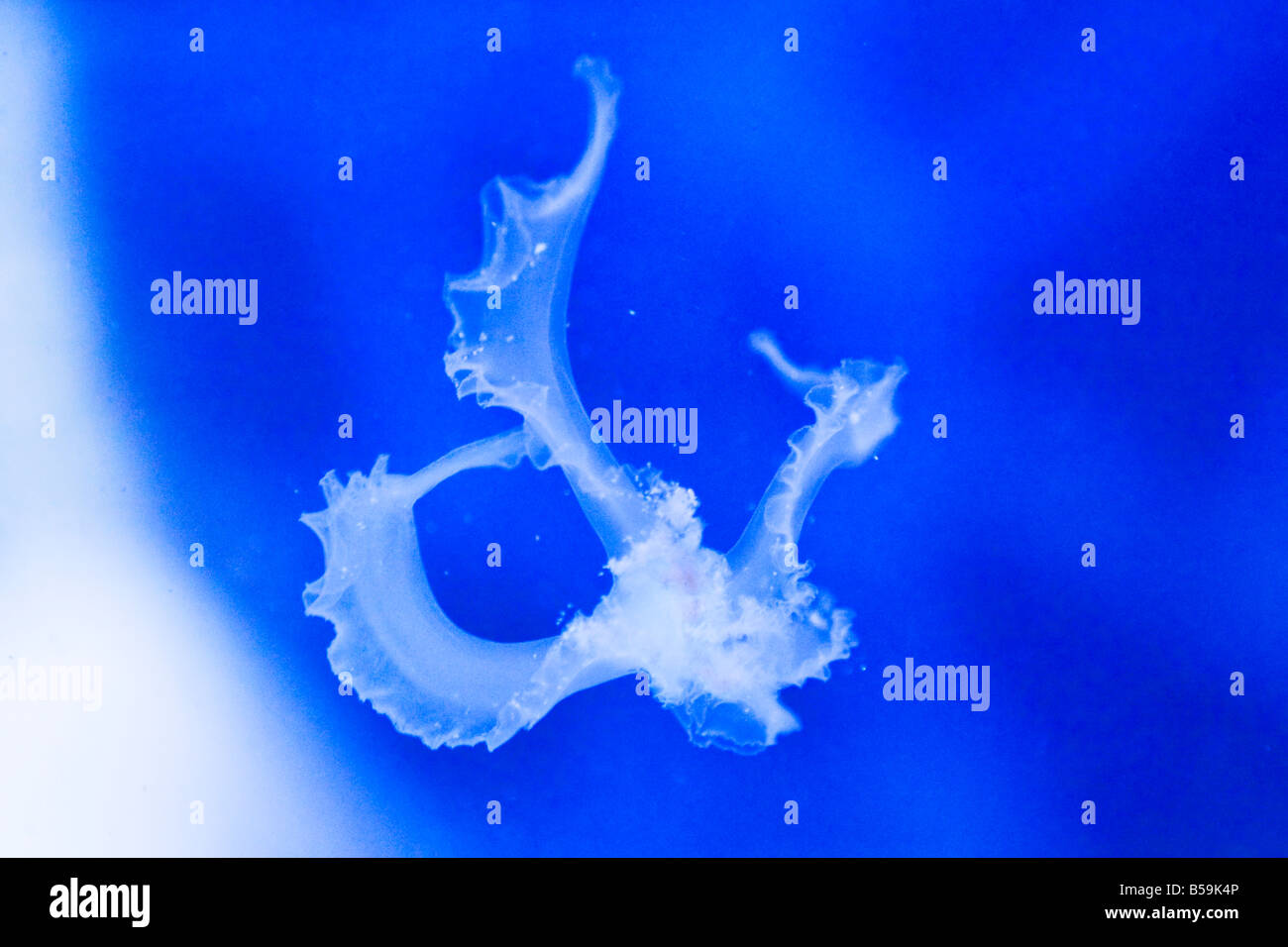 Jellyfish in blue liquid Stock Photo - Alamy