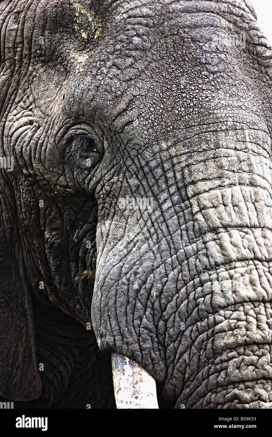 Portrait of African Bull Elephant Stock Photo - Alamy