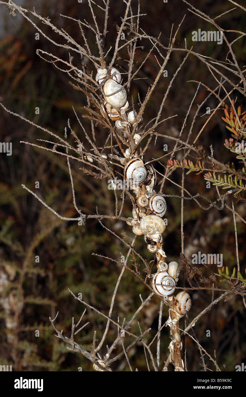 Snail snails aestivation hi-res stock photography and images - Alamy