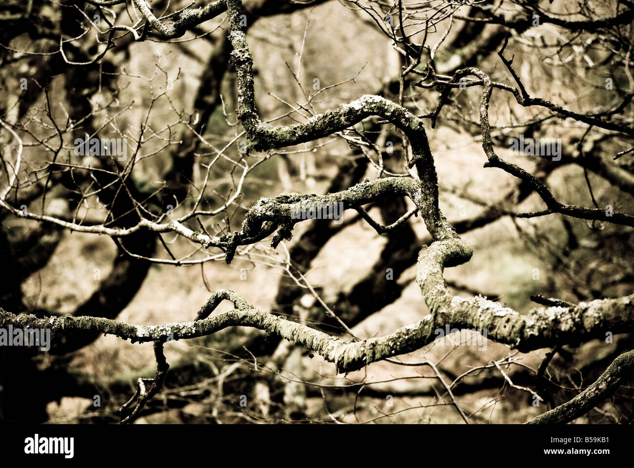 Tangled branches in dark sepia Stock Photo - Alamy