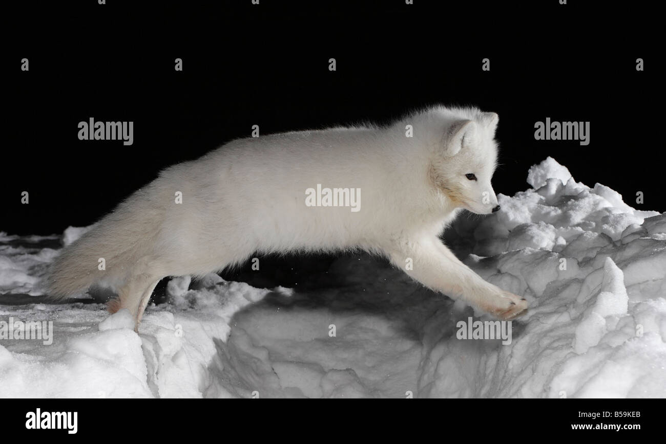 Arctic Fox Jumping