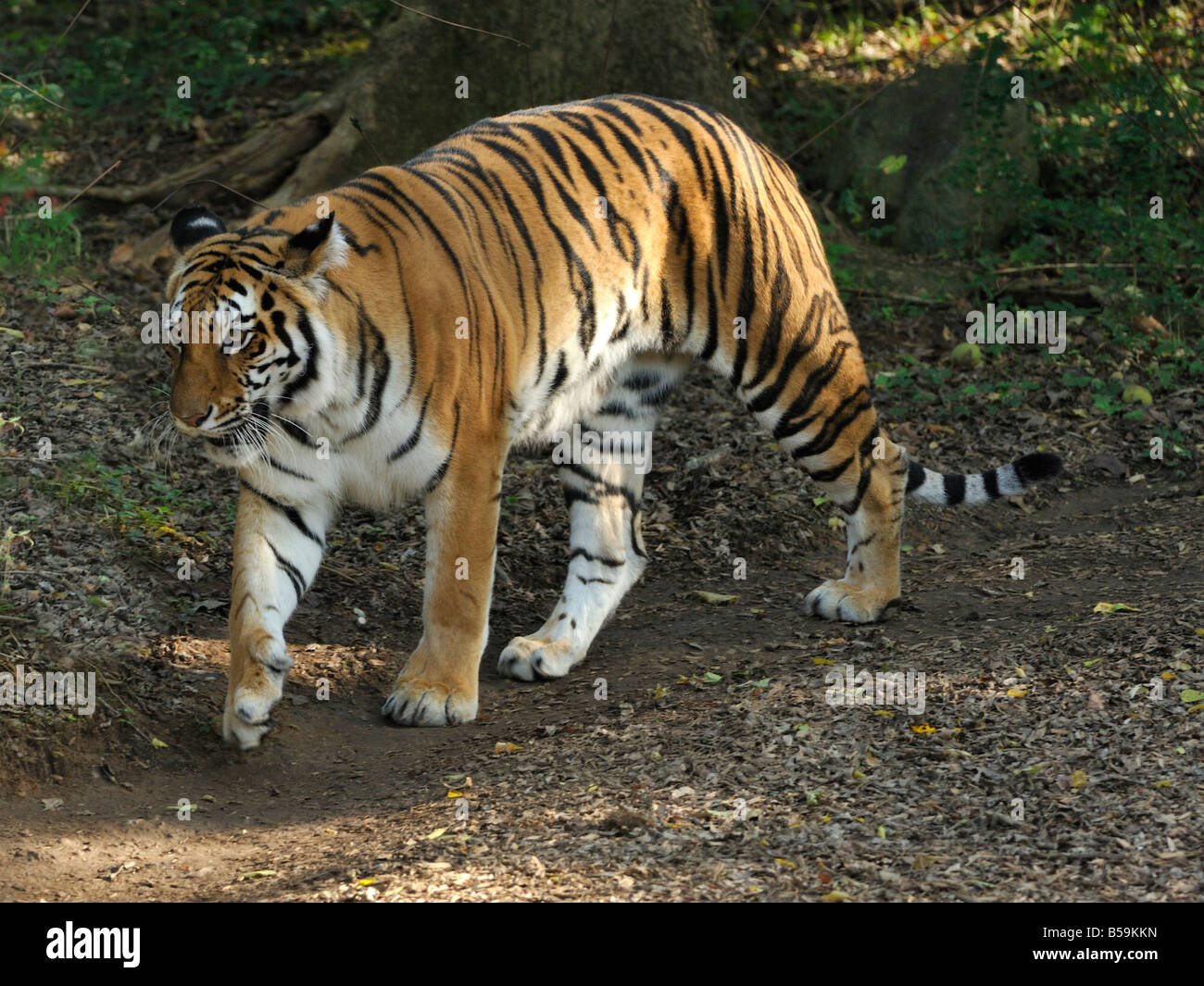 Orange tiger hi-res stock photography and images - Alamy