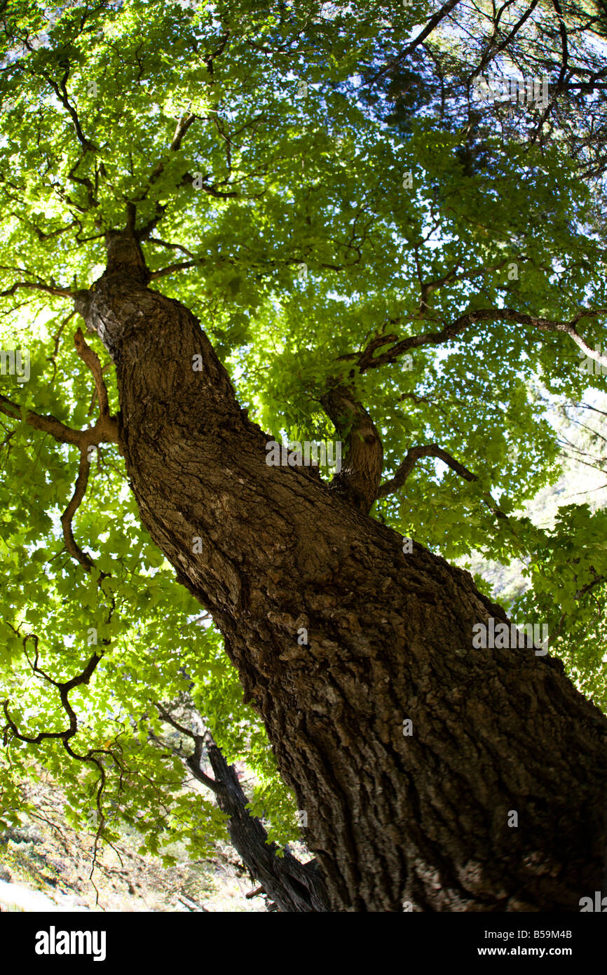 A wide angle view of a tree in autumn beginning to turn Stock Photo - Alamy
