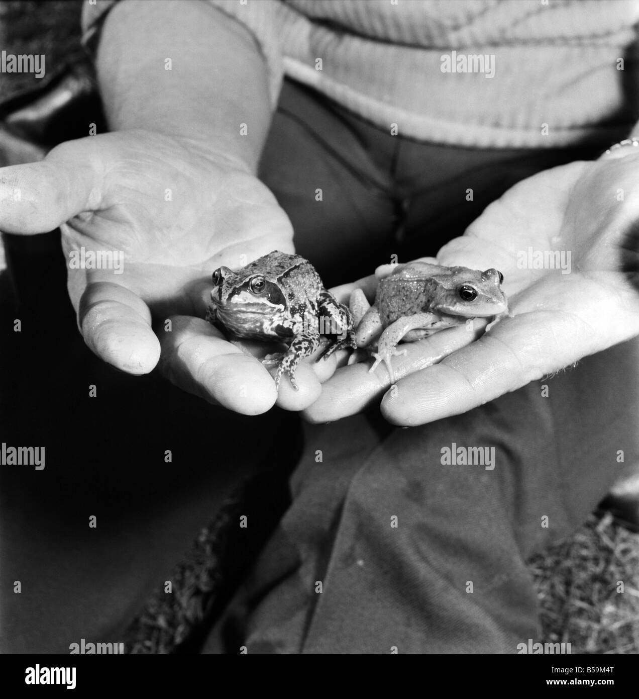 Orange frogs in the palms of a man's hand April 1975 75-2149-009 Stock ...