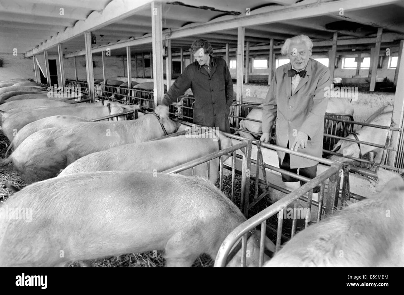 Livestock farmers at a intensive pig farm in Denmark. Where pigs are ...