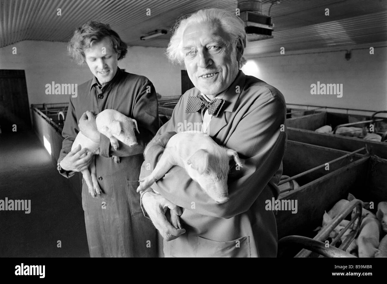 Livestock farmers at a intensive pig farm in Denmark. Where pigs are ...