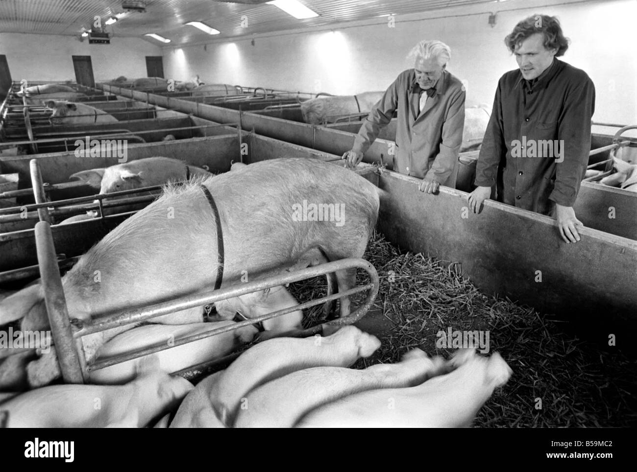 Livestock farmers at a intensive pig farm in Denmark. Where pigs are ...