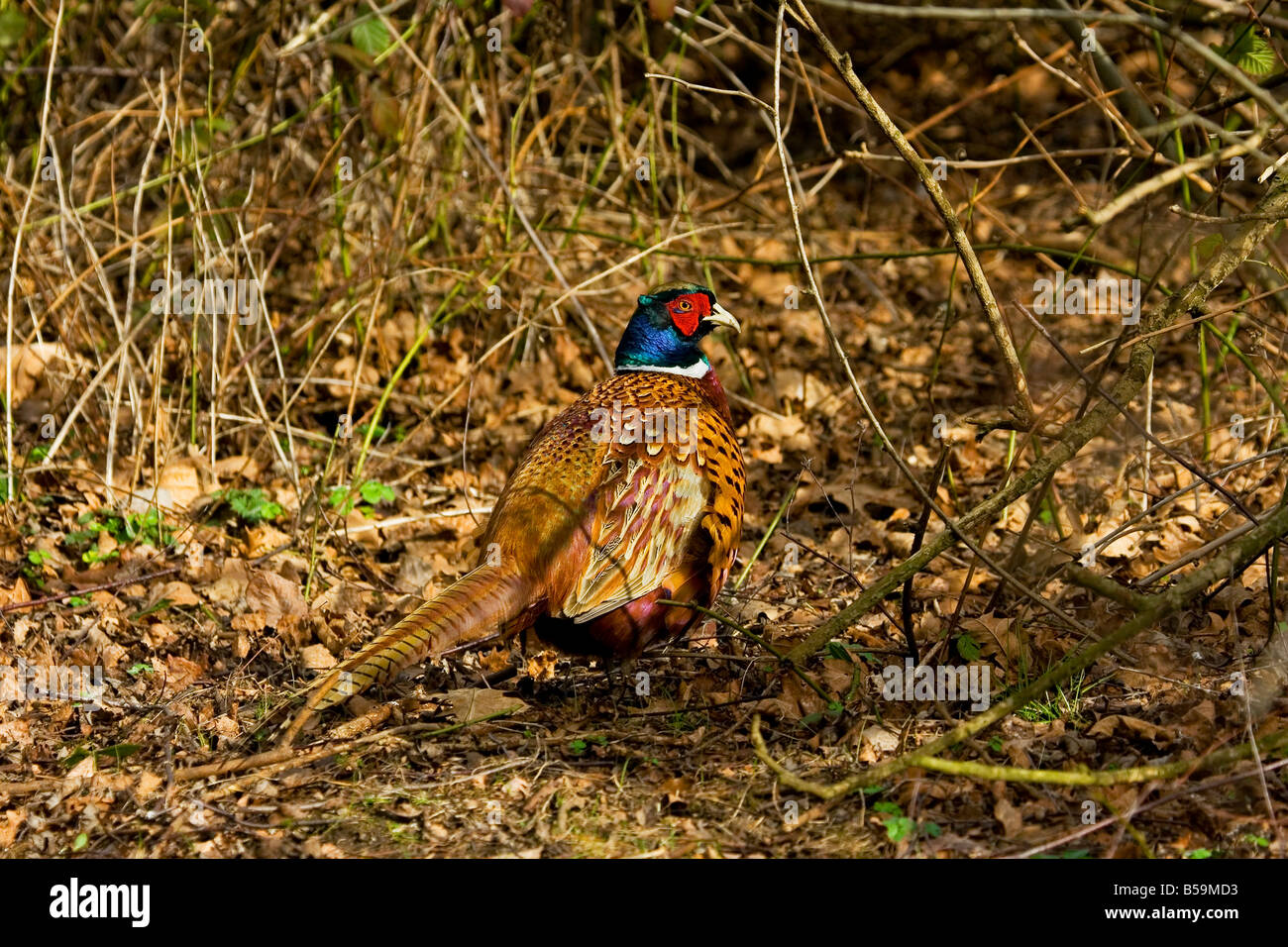 Male pheasant hi-res stock photography and images - Alamy