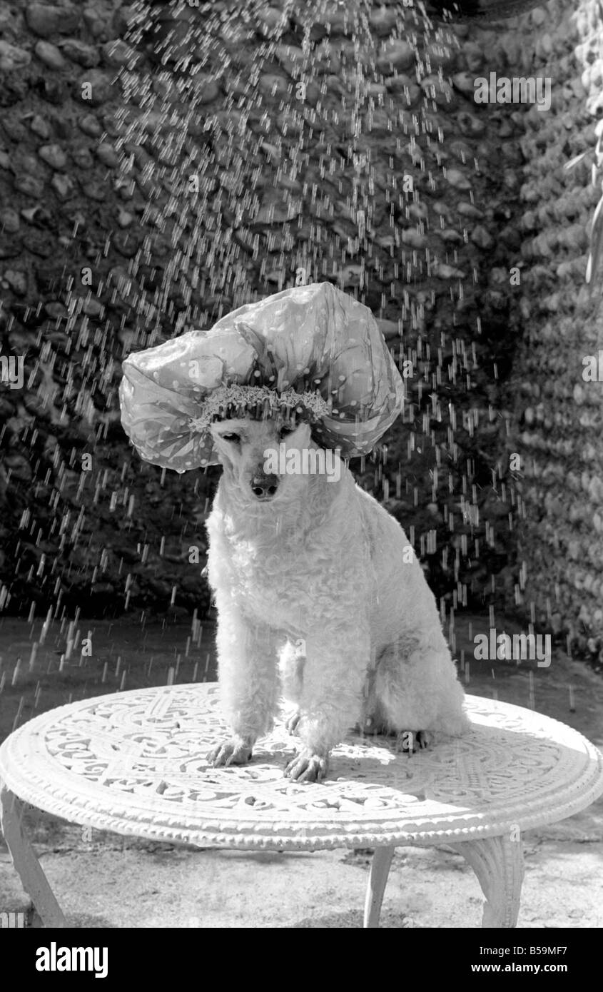 Poodle wearing a shower cap to keep her ears dry April 1975 75-2226-001 ...