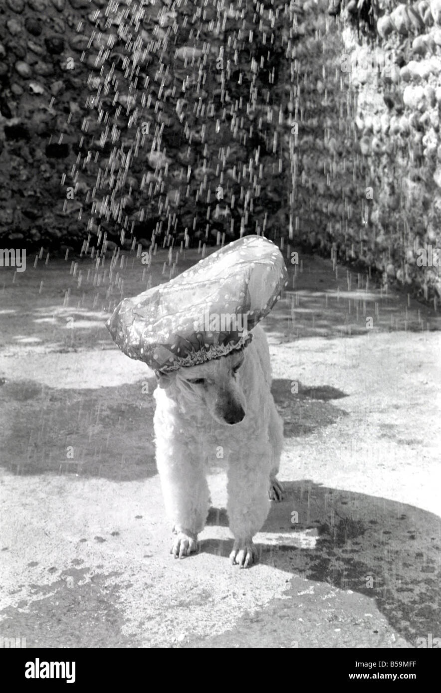 Poodle wearing a shower cap to keep her ears dry April 1975 75-2226-005 ...