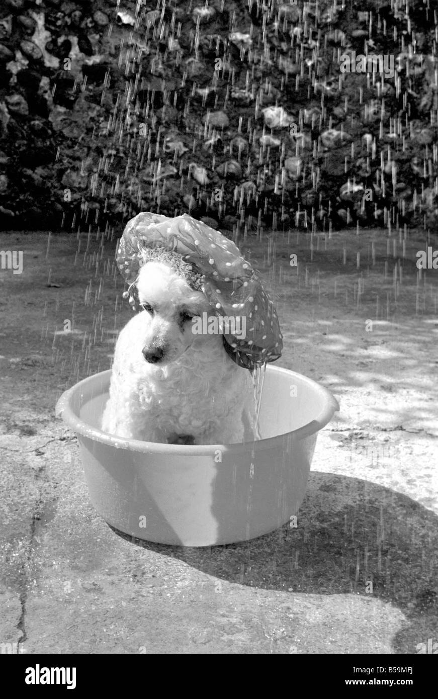 How Do You Cover Dog Ears In Shower