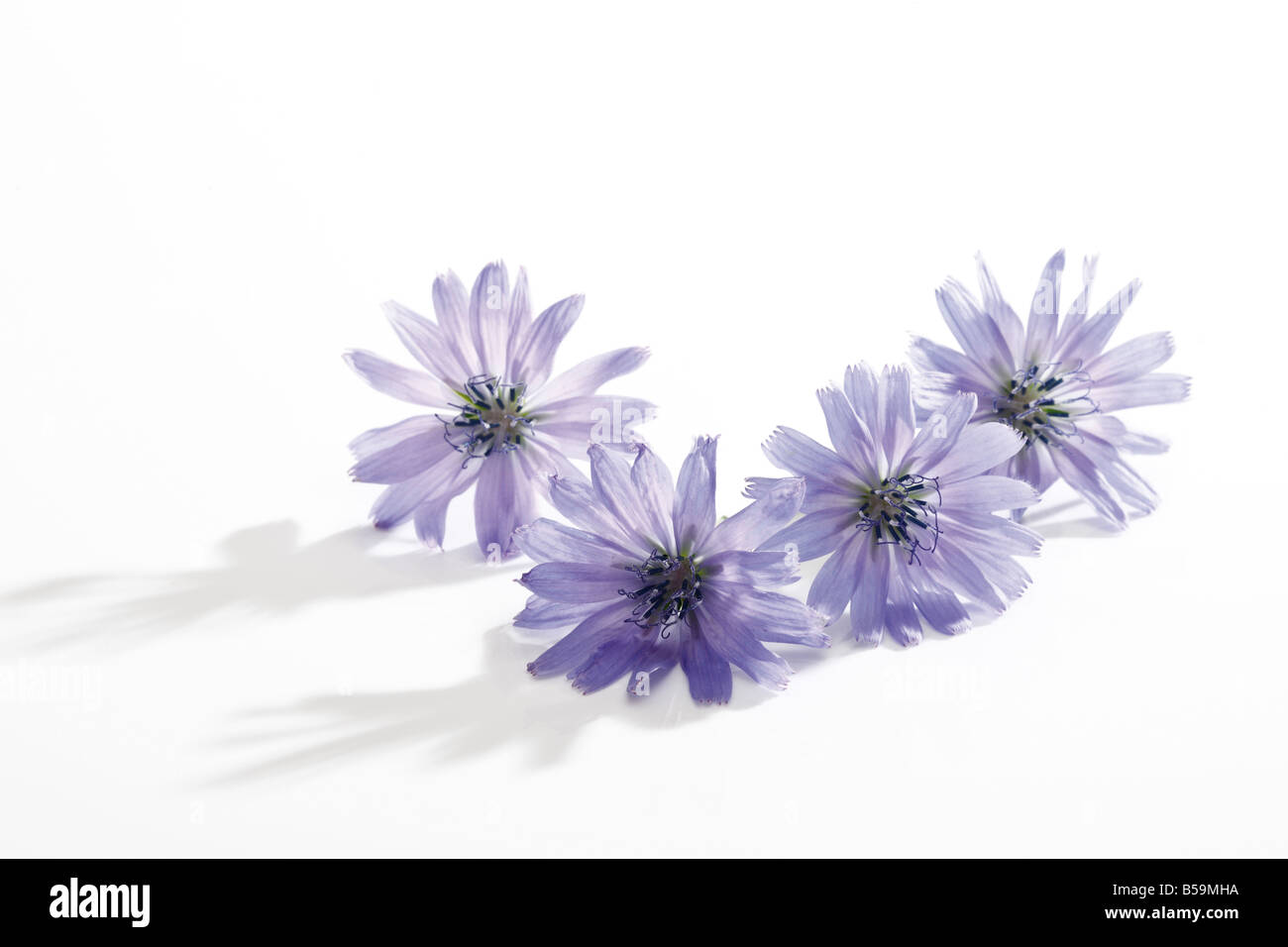 Simple blue white flower Cut Out Stock Images & Pictures - Alamy